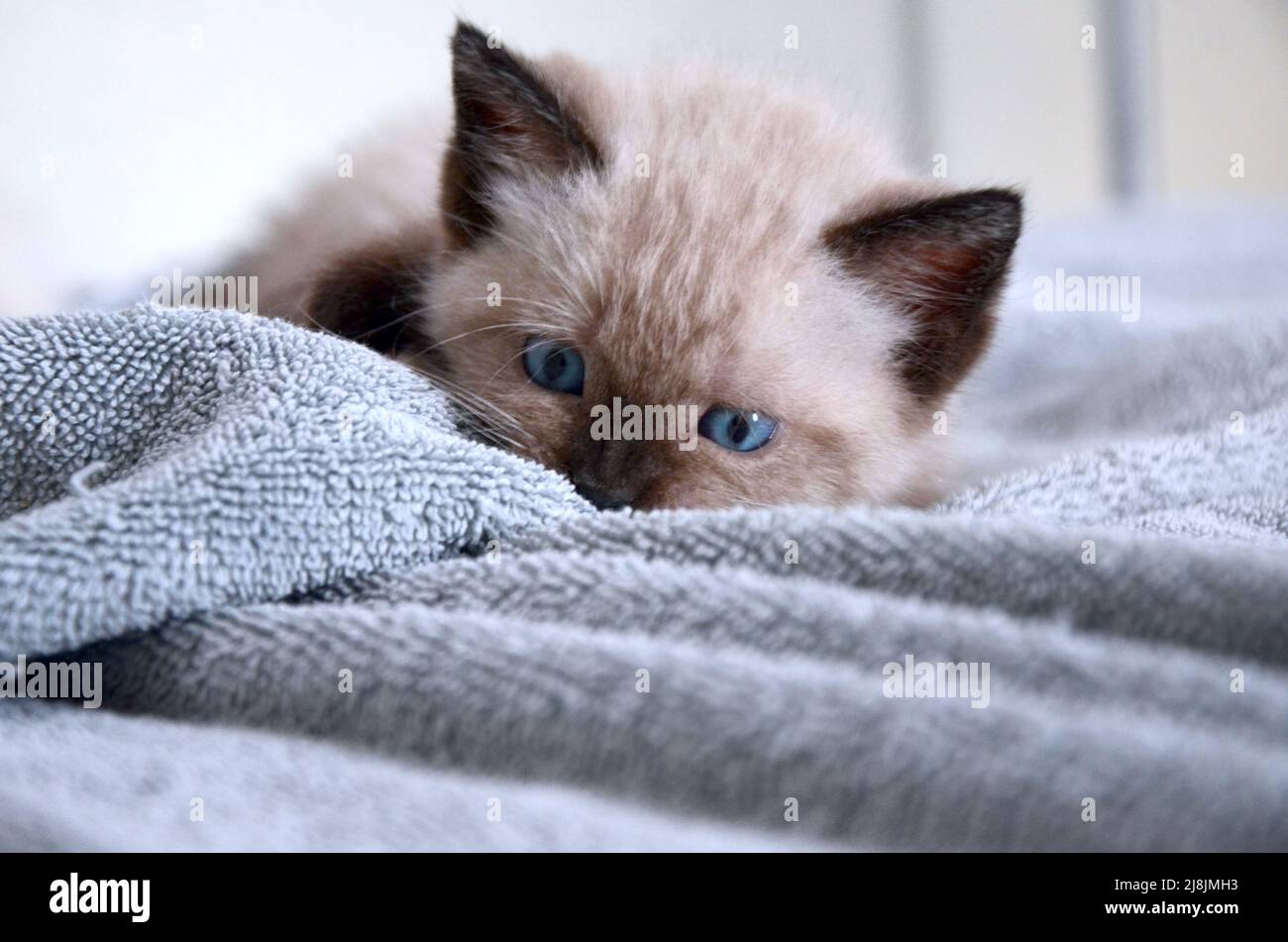 Siamese Kitten, Indoors, Soft Light, Blue Eyes, Hemingway Paws Stock ...
