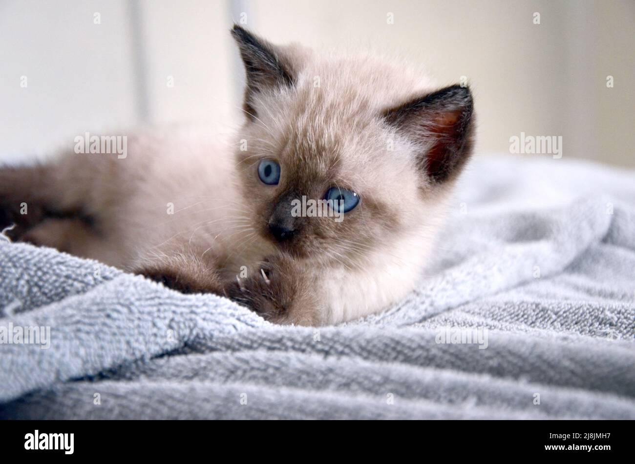 Siamese Kitten, Indoors, Soft Light, Blue Eyes, Hemingway Paws Stock ...