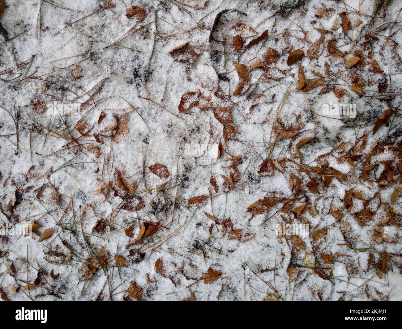Natural texture of dry leaves in the snow Stock Photo - Alamy