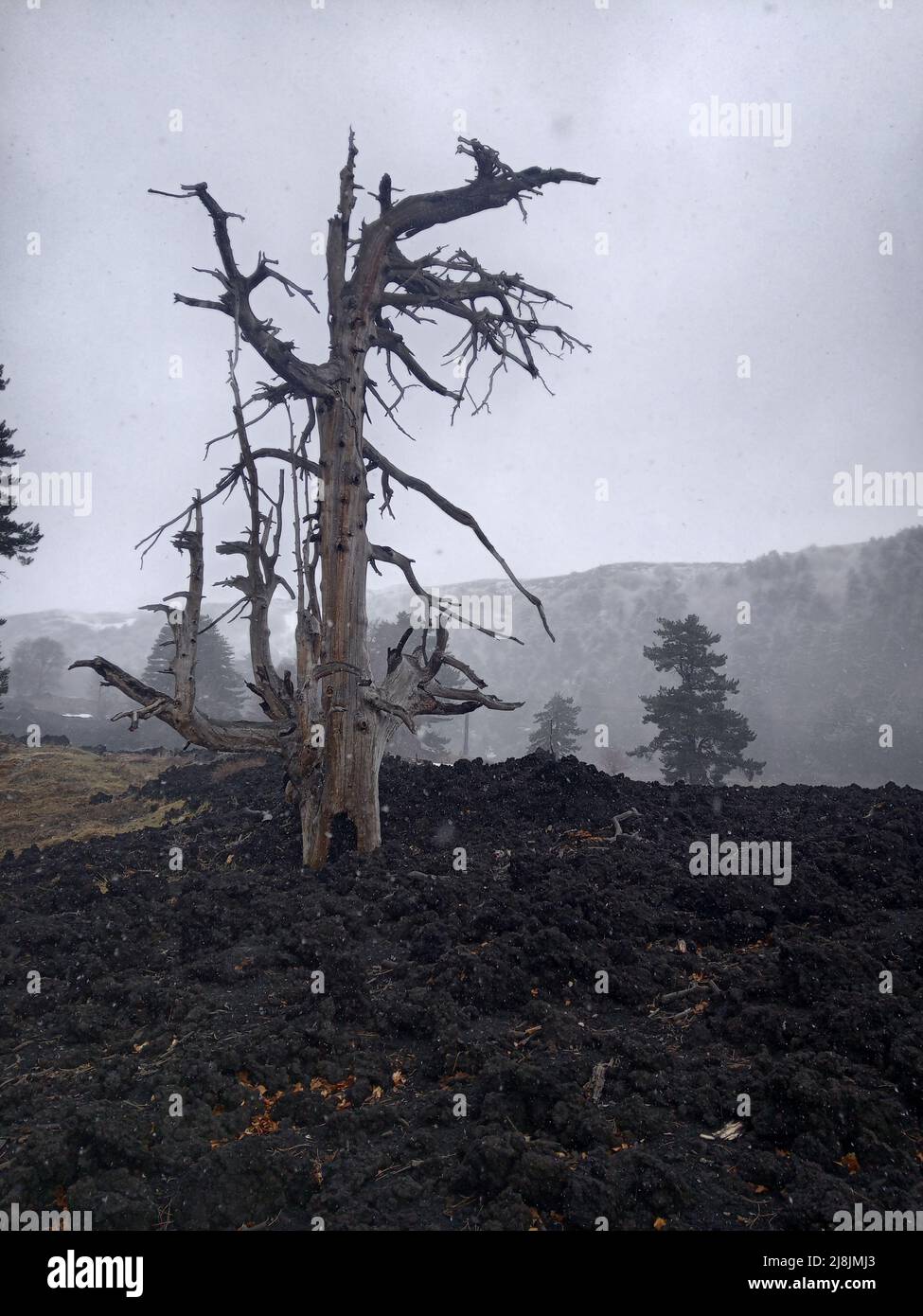 Dead tree on Etna volcano with lava and snowfall Stock Photo - Alamy
