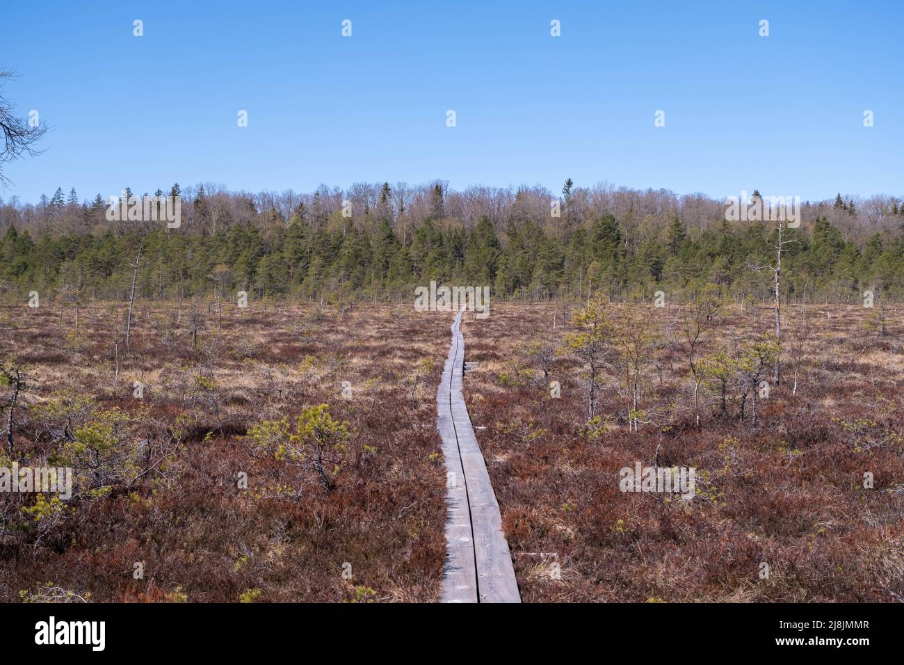 Nature forest wood hiking trail through swamp. Photo taken on a ...