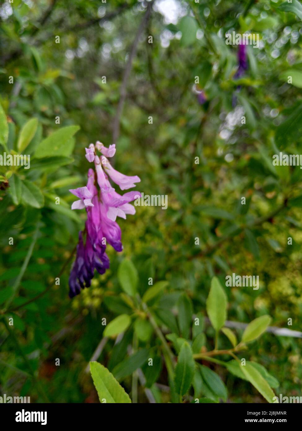Pink flower of Hairy Vetch - Vicia villosa Stock Photo - Alamy