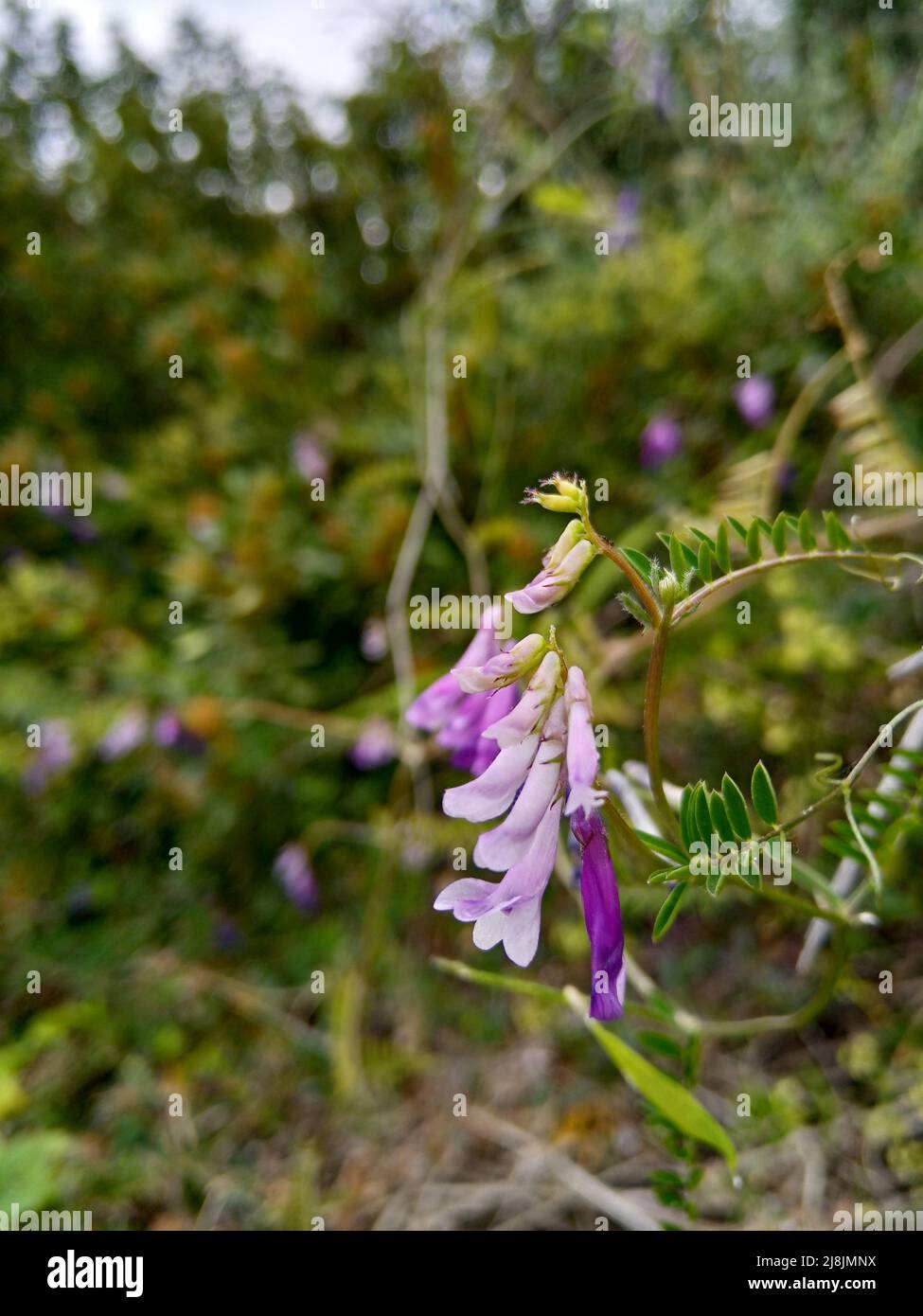 Pink flower of Hairy Vetch - Vicia villosa Stock Photo - Alamy