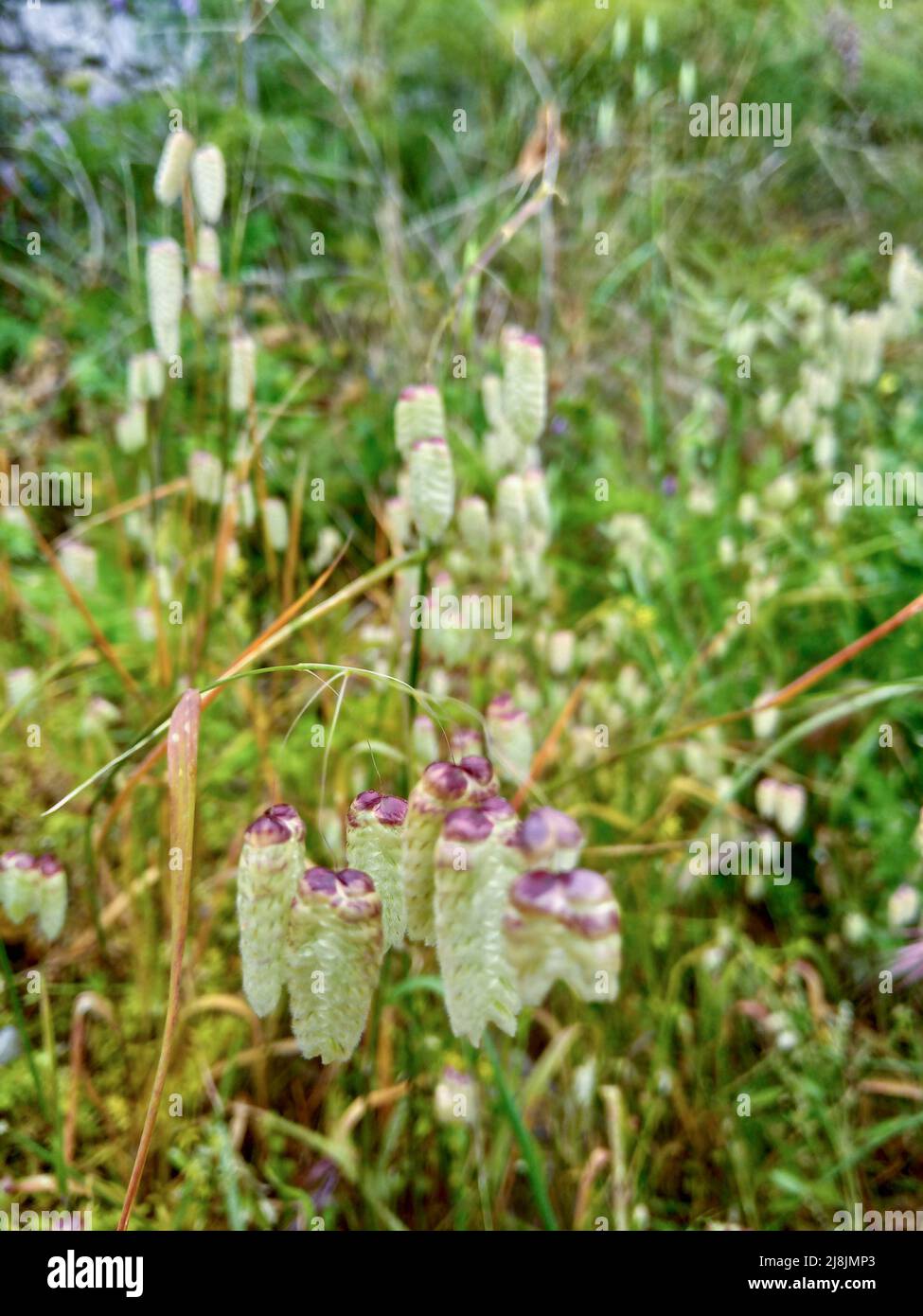 Close-up of wild plant Greater Quaking Grass - Briza maxima - also ...