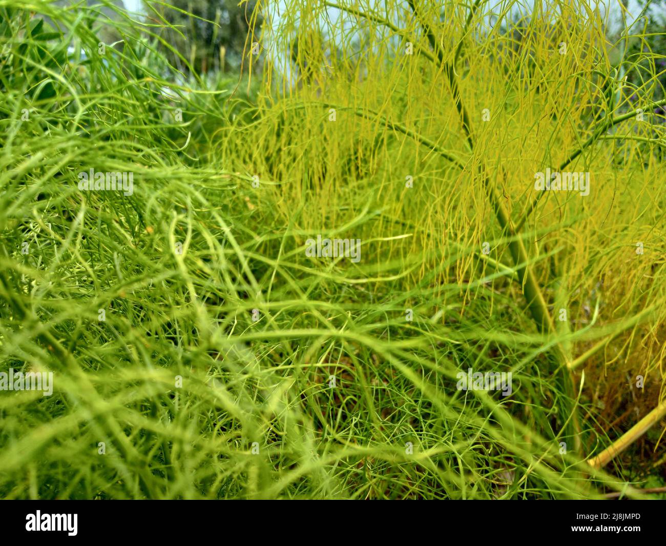 Fennel plant - Foeniculum vulgare Stock Photo - Alamy