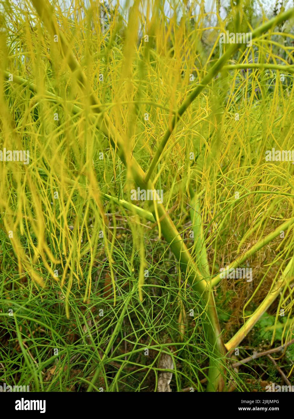 Fennel plant - Foeniculum vulgare Stock Photo - Alamy