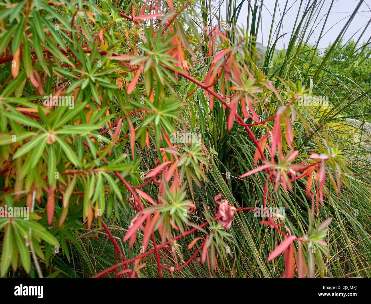 Red and green Horned Spurge - Euphorbia ceratocarpa Stock Photo - Alamy