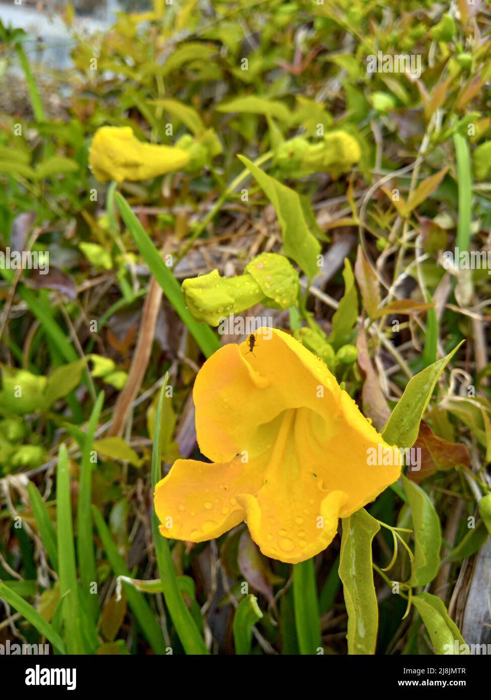 Yellow wildflower of Dolichandra Stock Photo - Alamy