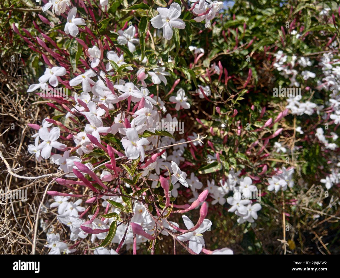 White flower of Common Jasmine - Jasminum officinale Stock Photo - Alamy