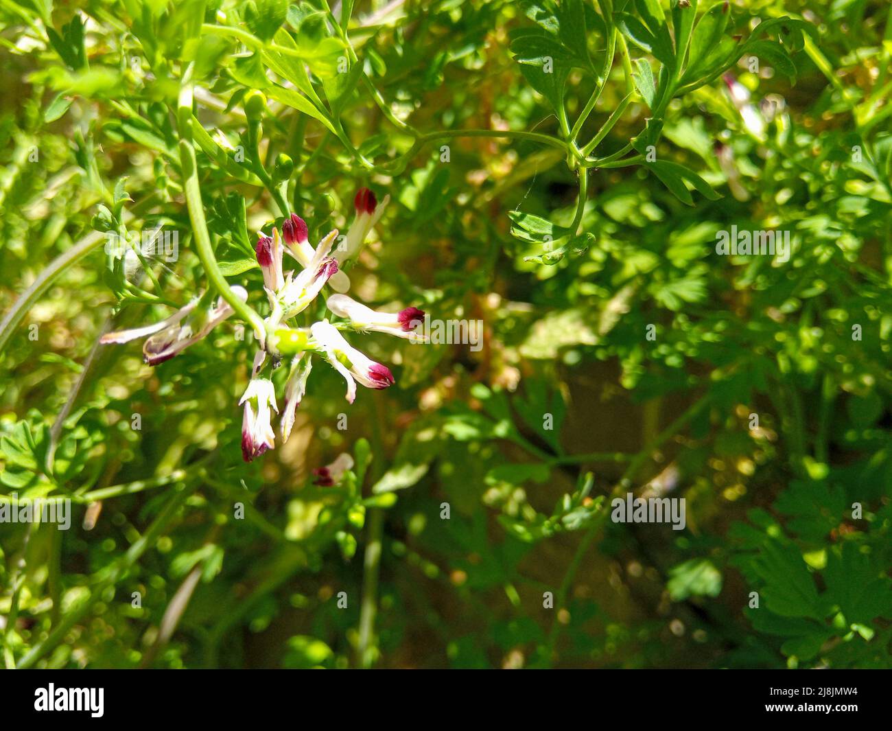 White wildflower of Fumitories - Genus Fumaria Stock Photo - Alamy