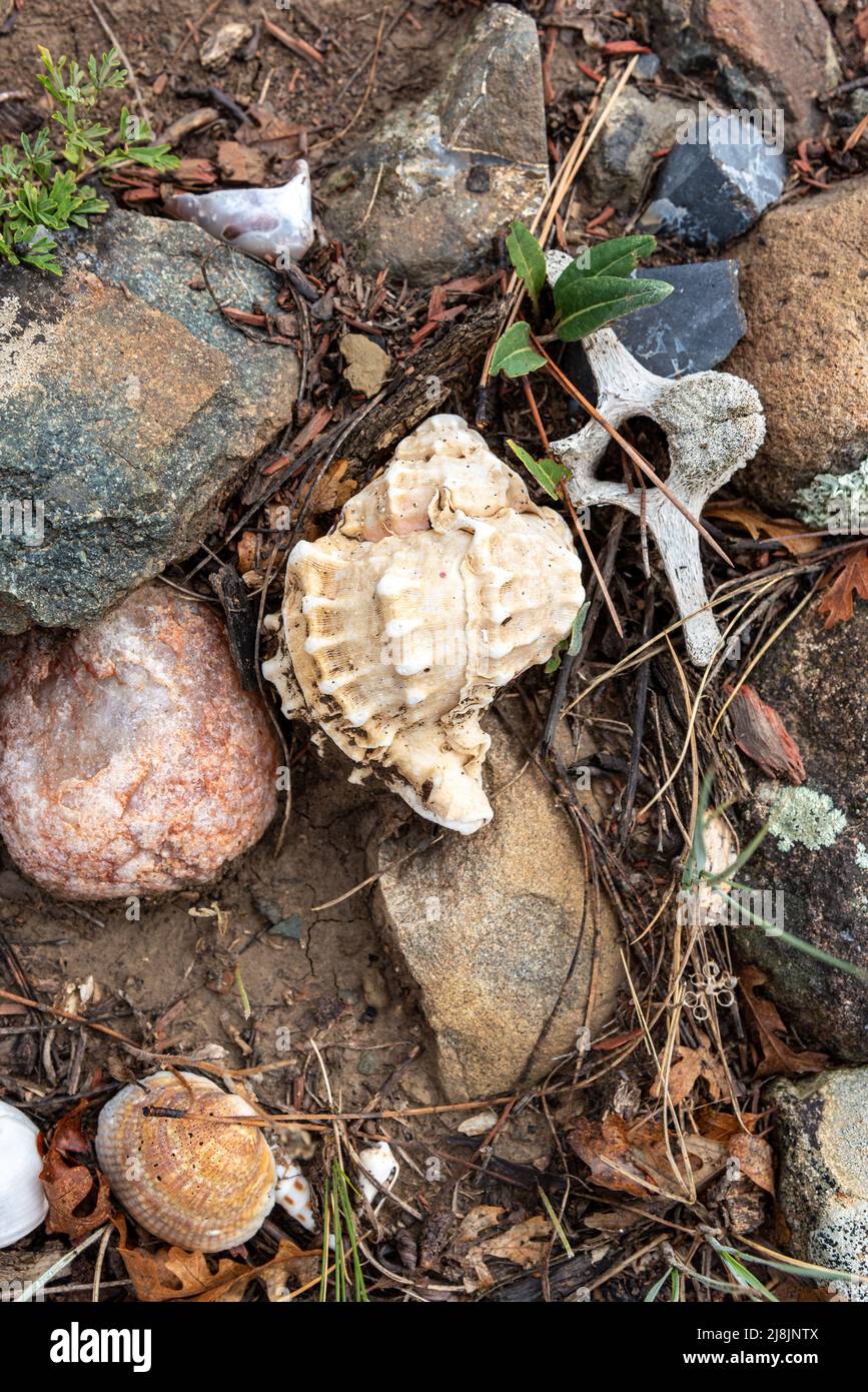 Looking down at the ground, a murex shell, muricidae, a dolphin ...
