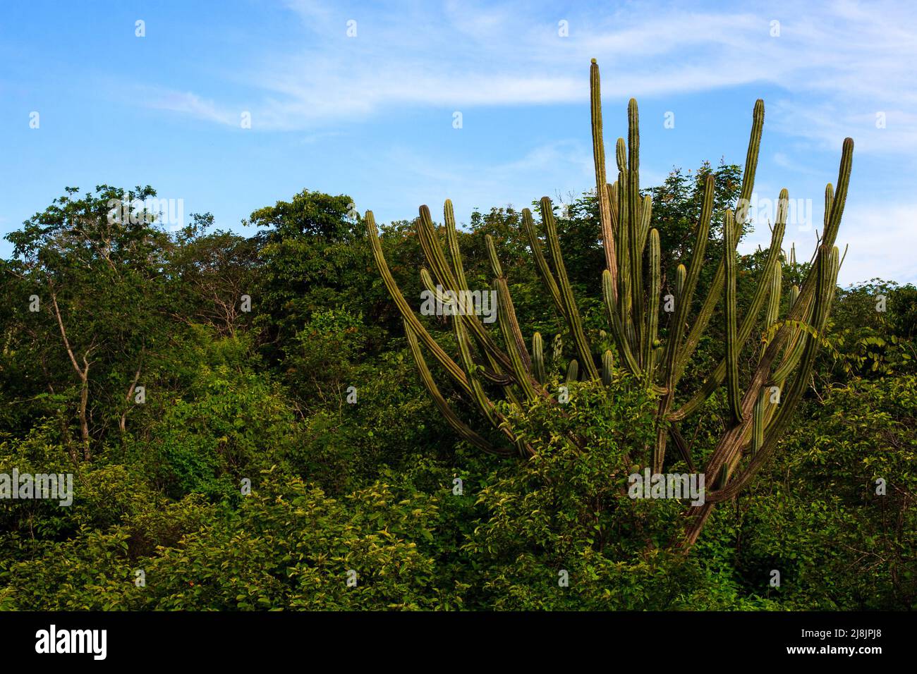 facheiro cactus in the caatinga forest, native vegetation of ...