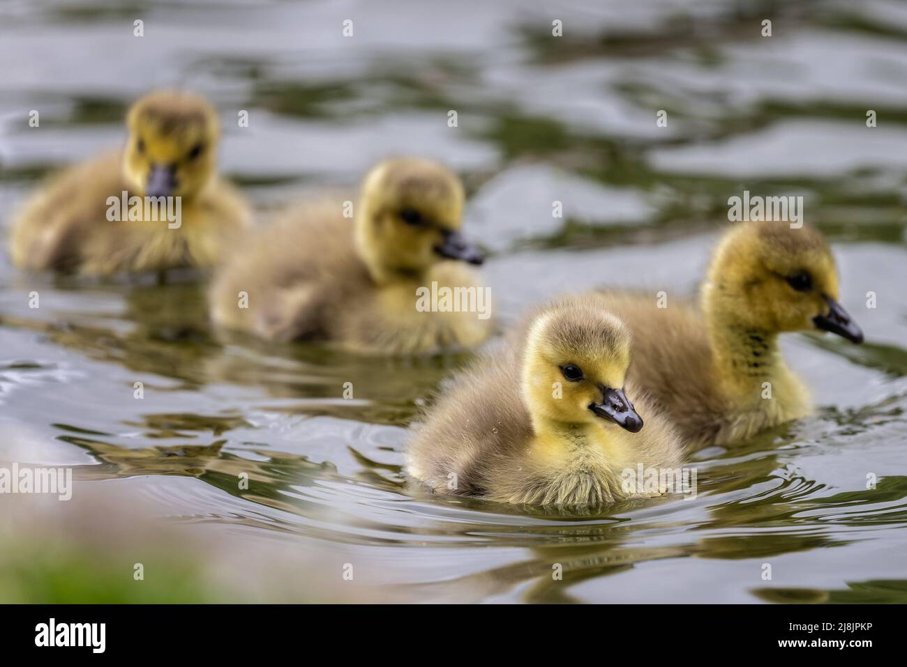 Close up of group of 4 baby Canada Geese, goslings, swimming on lake ...