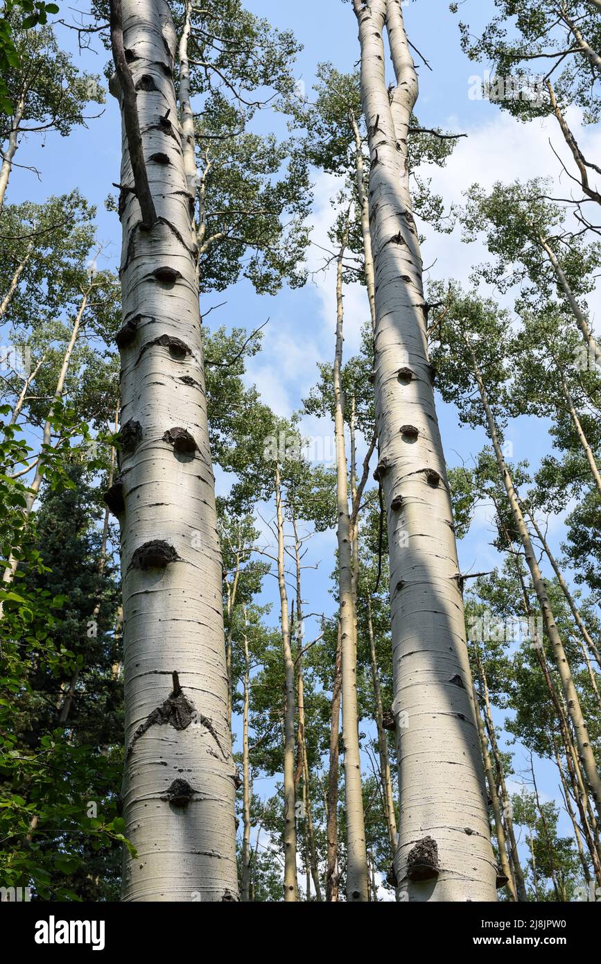 Looking up tall aspen trees hi-res stock photography and images - Alamy