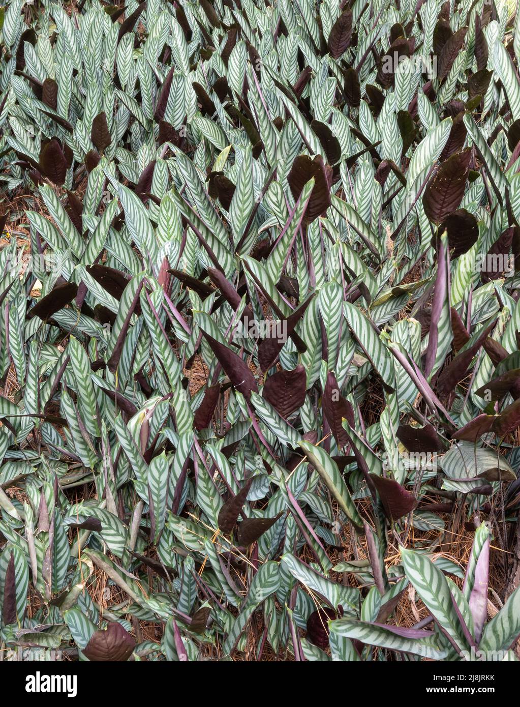Plants in a rainforest in southeastern Brazil Stock Photo - Alamy