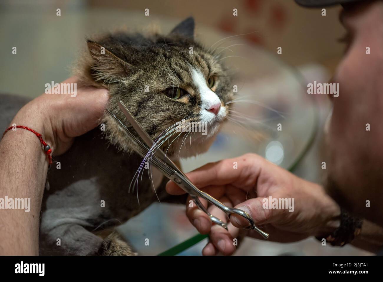 Cat grooming in pet grooming salon. Professional hairdresser makes a ...