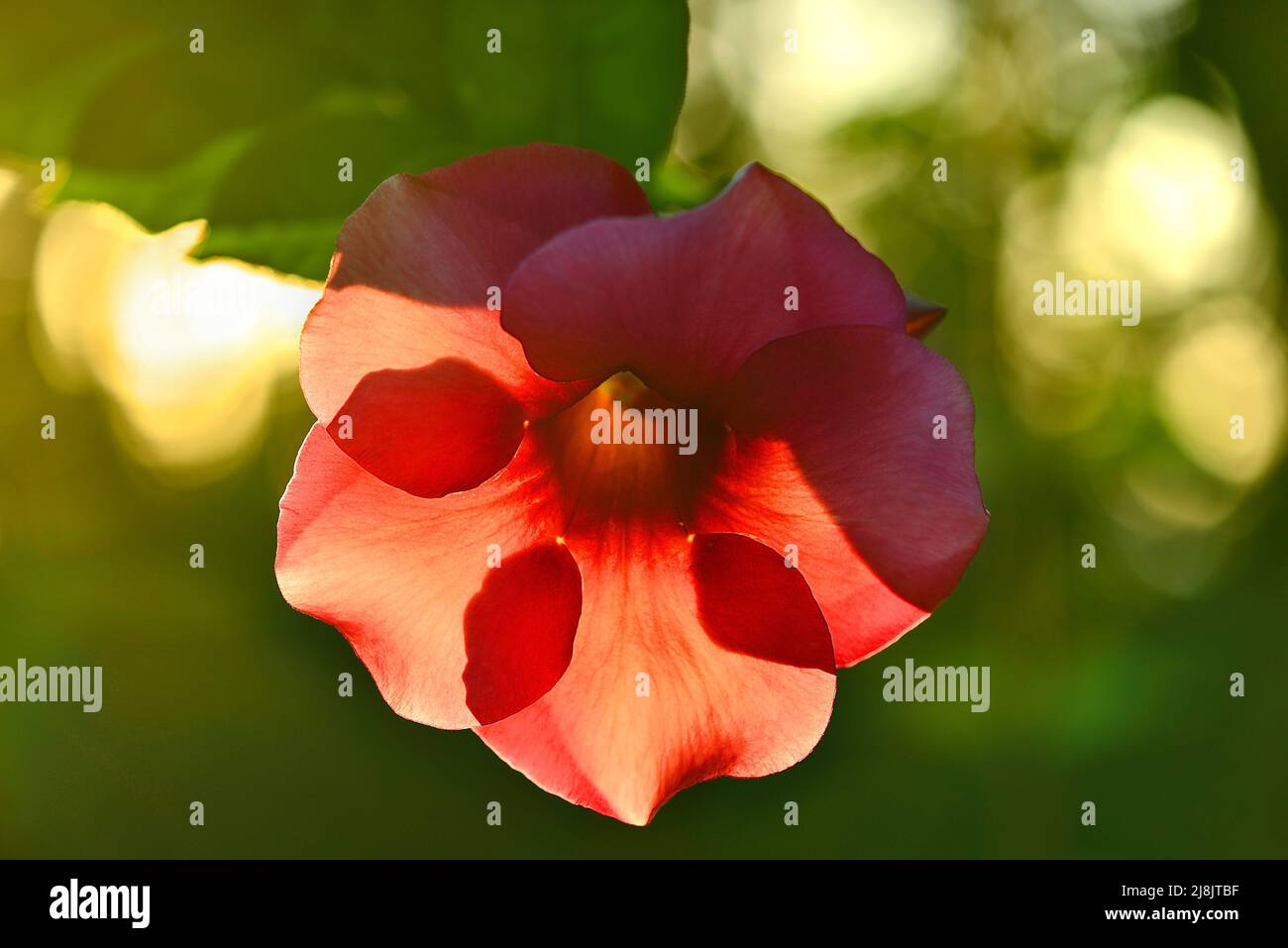 Allamanda flower hi-res stock photography and images - Alamy