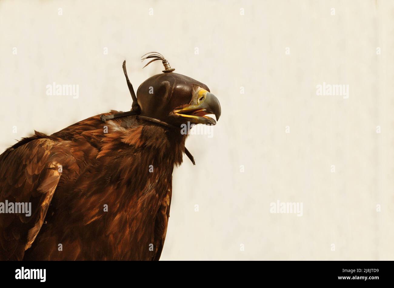 Close up view of a Golden Eagle with eyes covered by a privacy leather ...
