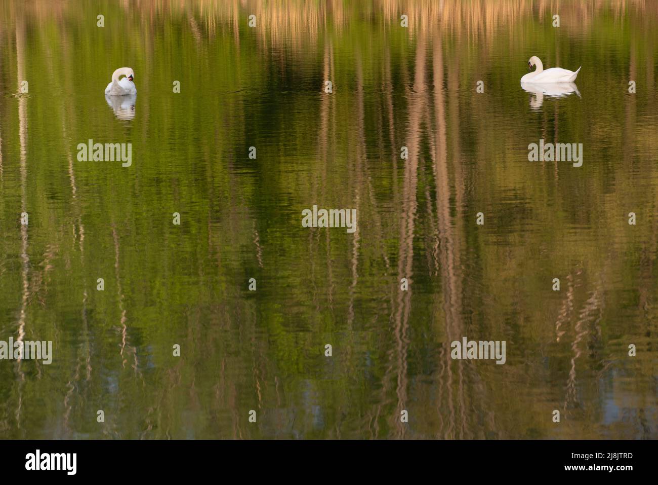 Trees are reflected in a lake on which two swans swim and are also ...