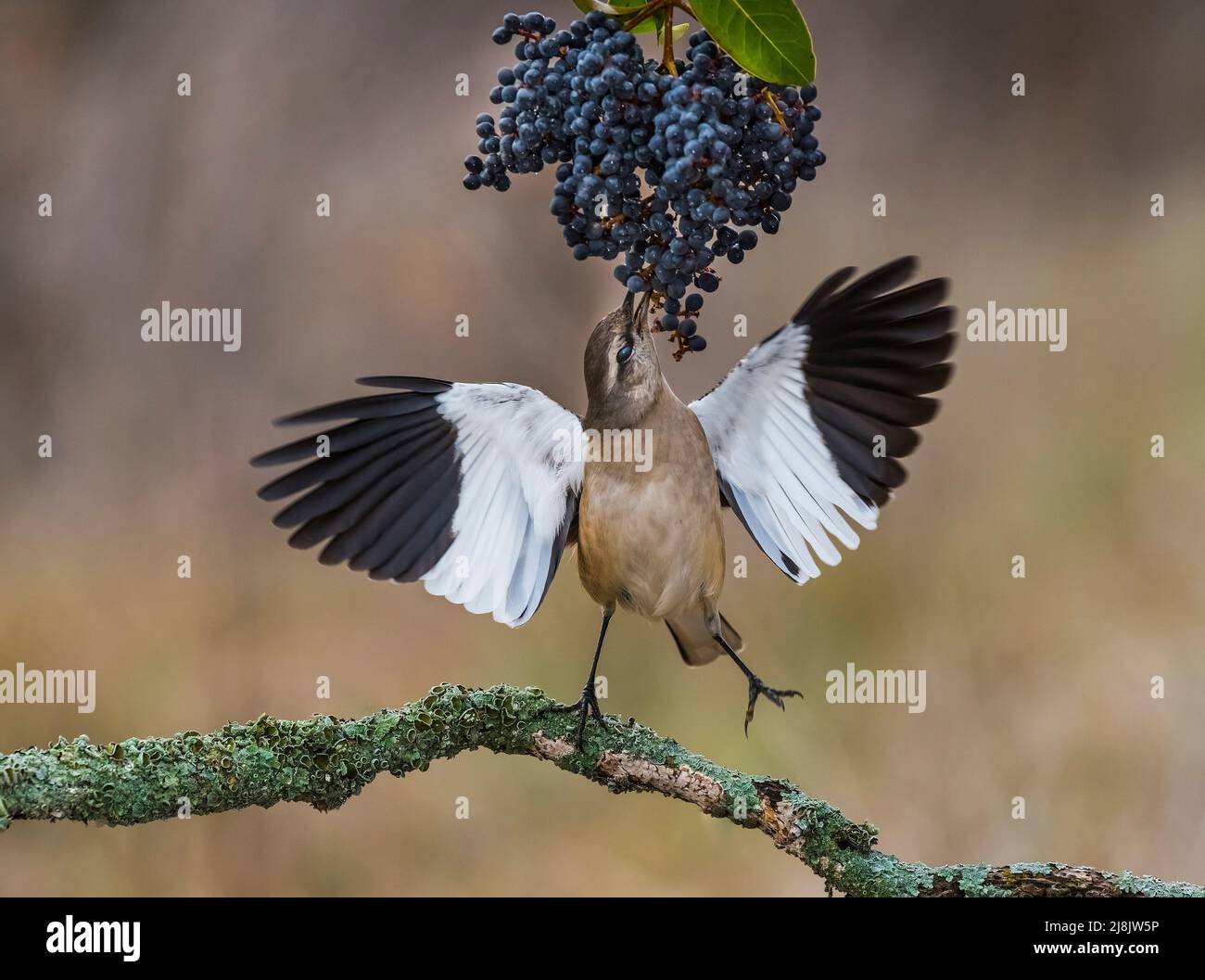 White banded Mockingbird, Mimus triurus, in Pampas grass environment ...
