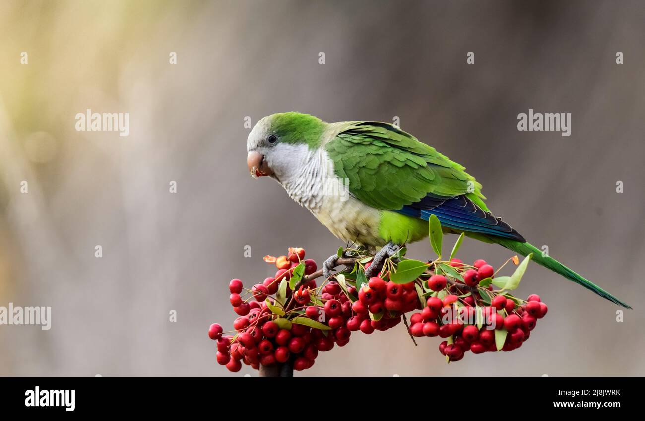 Monk parakeet, Myiopsitta monachus, in Pampas forest environment, La ...