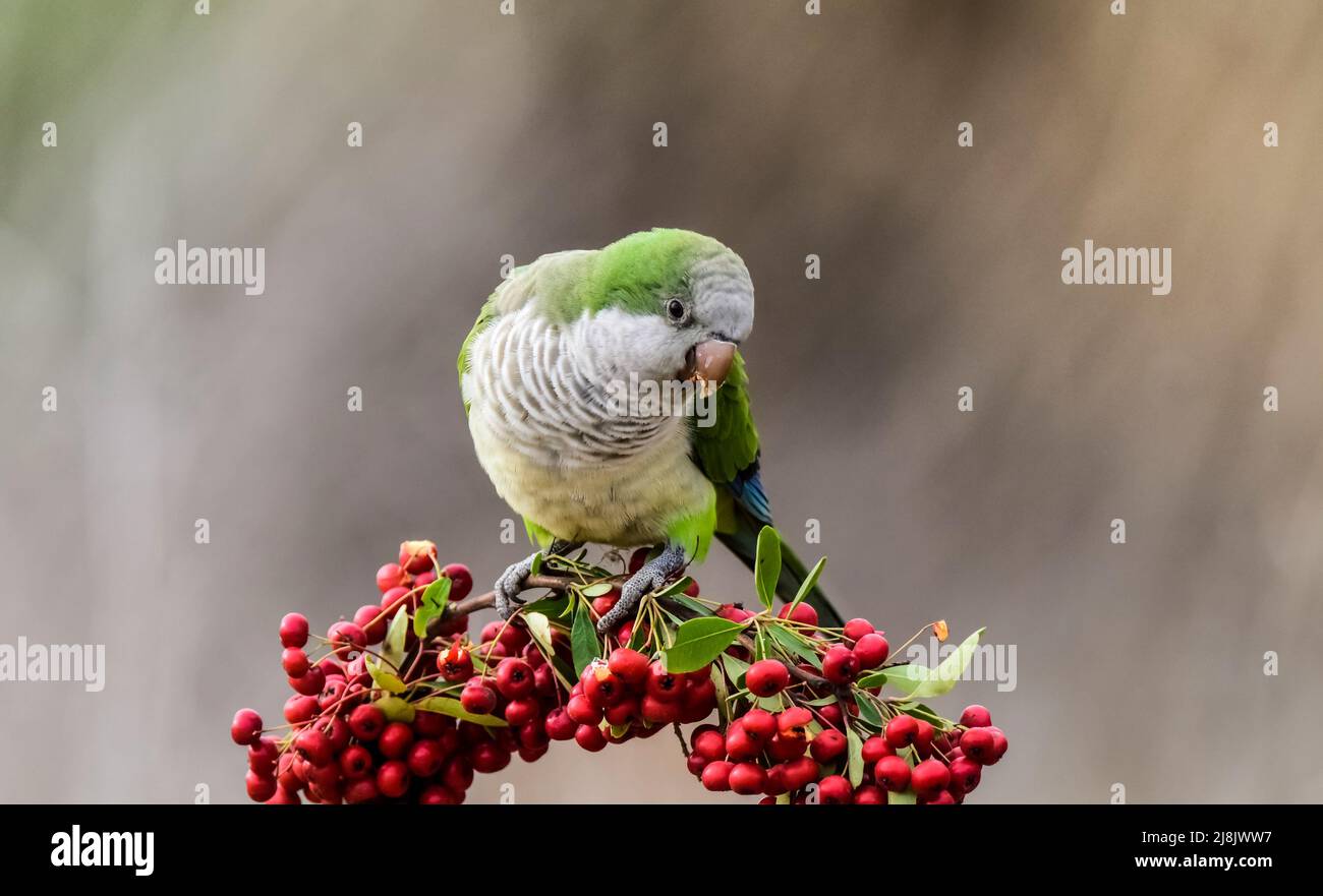 Monk parakeet, Myiopsitta monachus, in Pampas forest environment, La ...