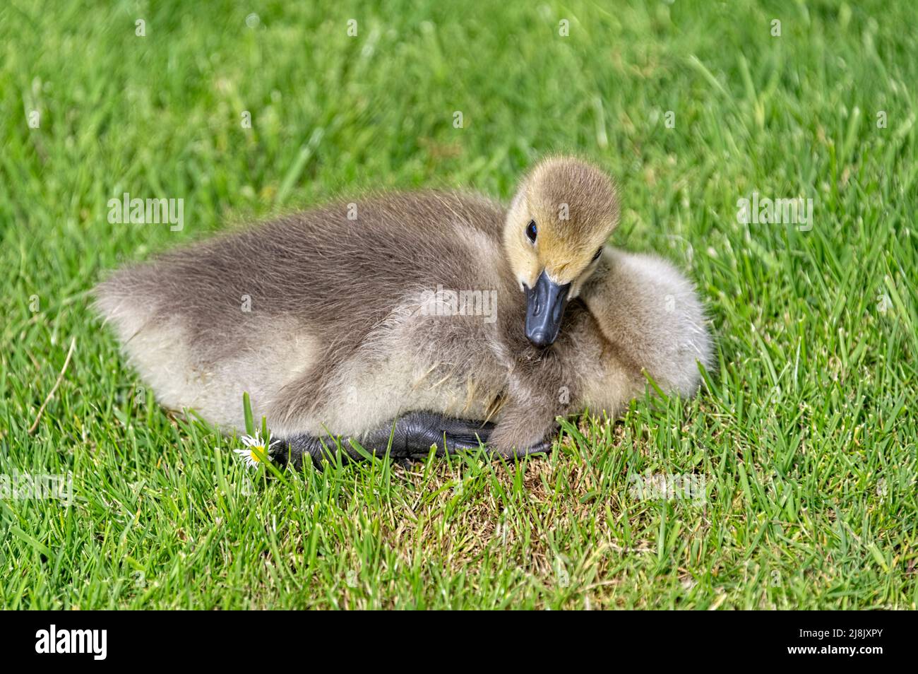 Gosling chick Branta canadensis resting on grass, Hertfordshire UK ...