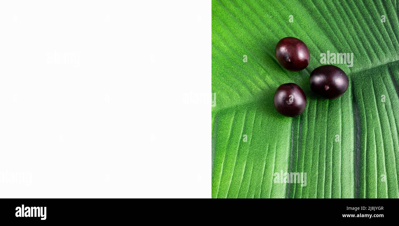 Euterpe oleracea - Acai berry organic amazon Stock Photo - Alamy