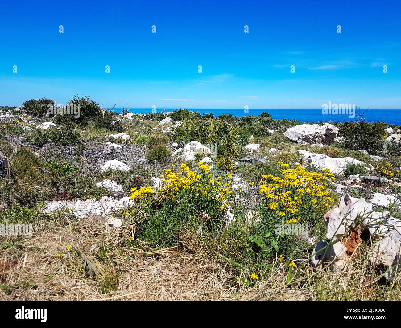 Plants, flowers, shrubs and rocks of the coastal landscape on the ...