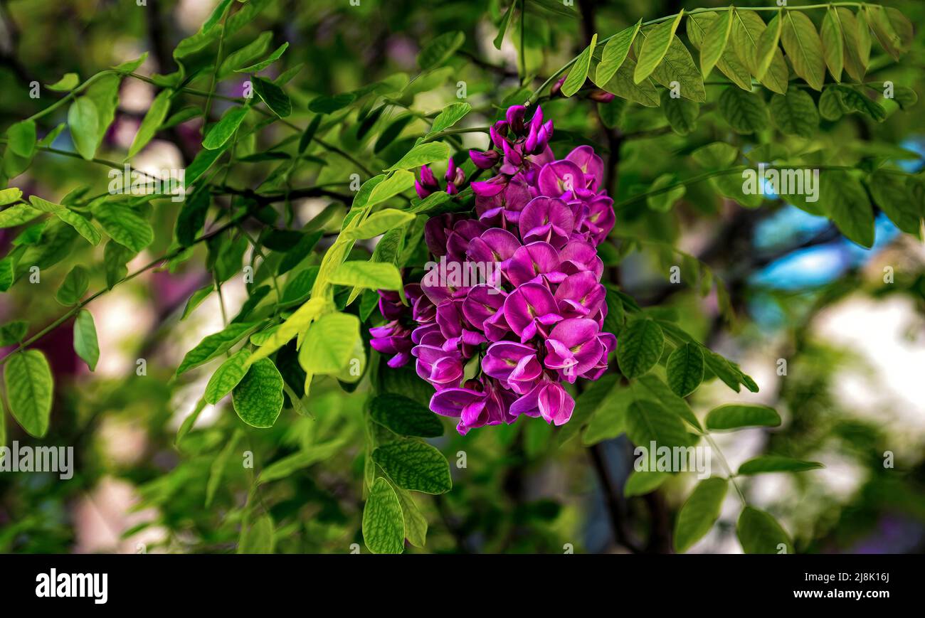 Moss rose bud hi-res stock photography and images - Alamy