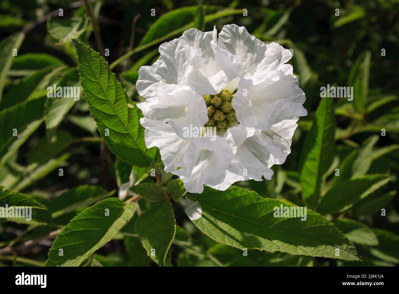 Caatinga flower hi-res stock photography and images - Alamy