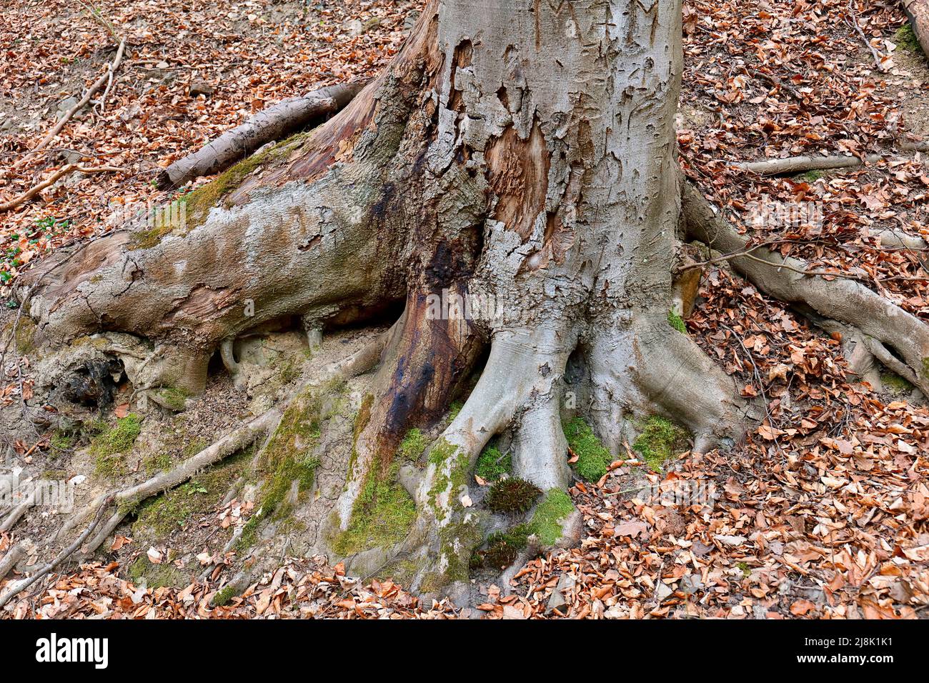 Mossy roots hi-res stock photography and images - Alamy