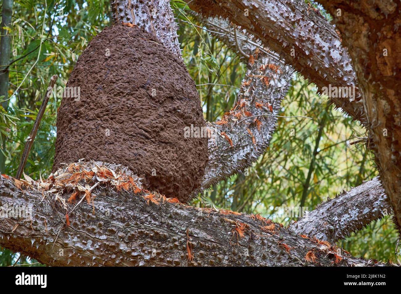 Isoptera termite mound hi-res stock photography and images - Alamy