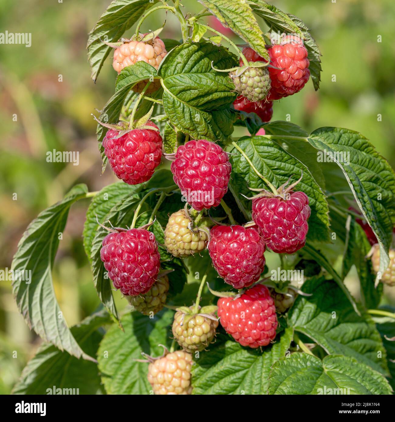 European red raspberry (Rubus idaeus 'Little Sweet Sister', Rubus ...