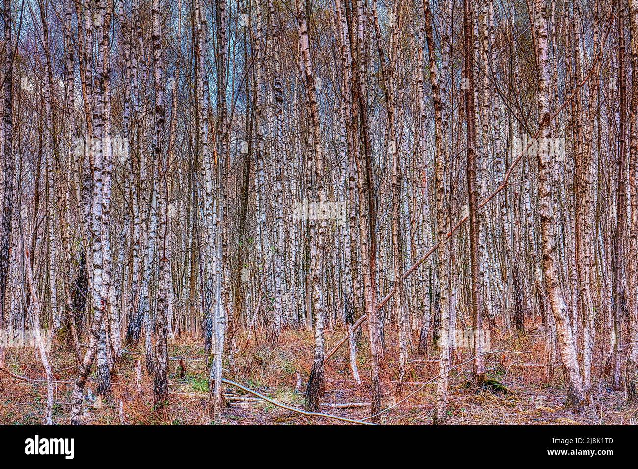 common birch, silver birch, European white birch, white birch (Betula ...