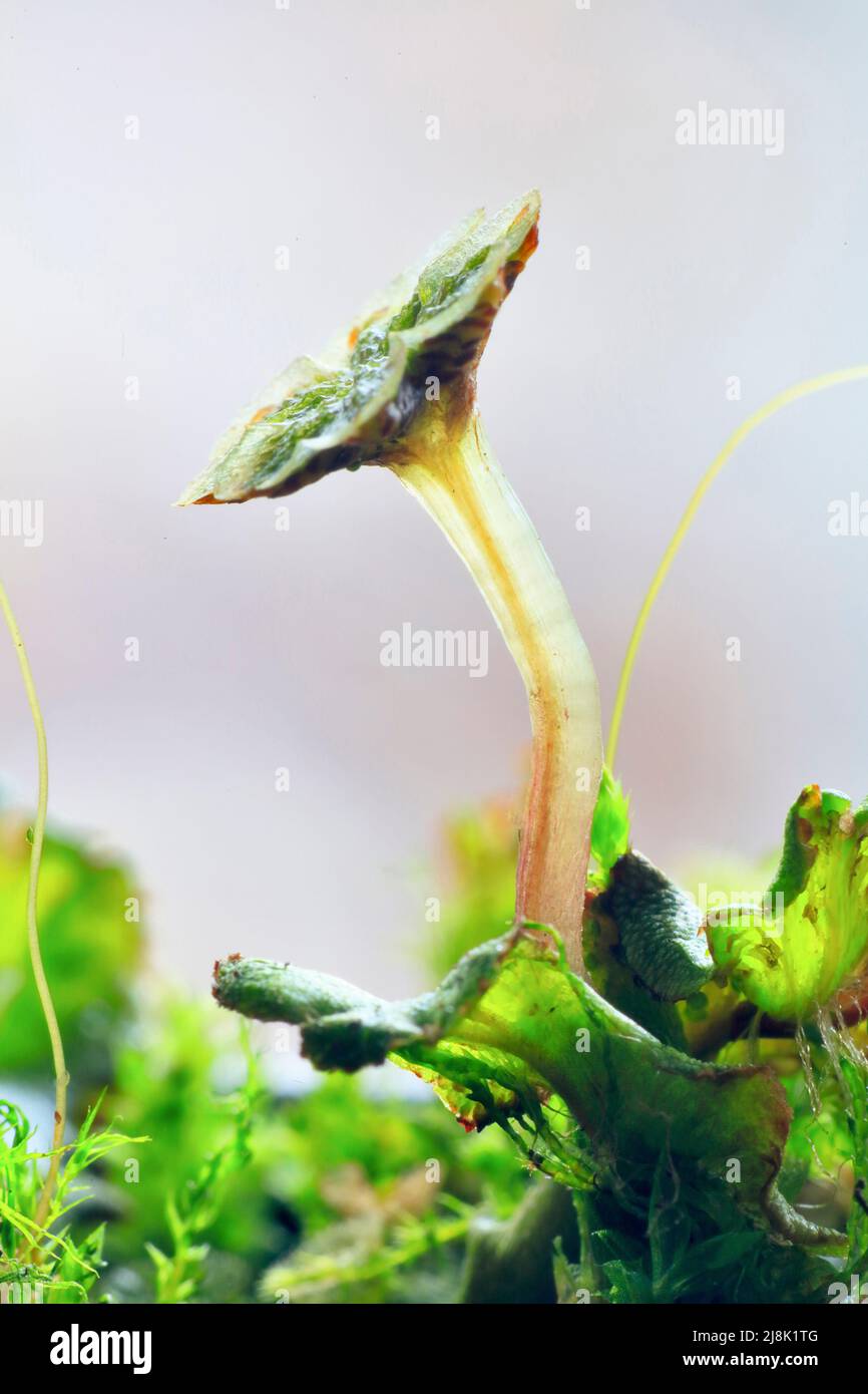 common liverwort, umbrella liverwort (Marchantia polymorpha), male ...