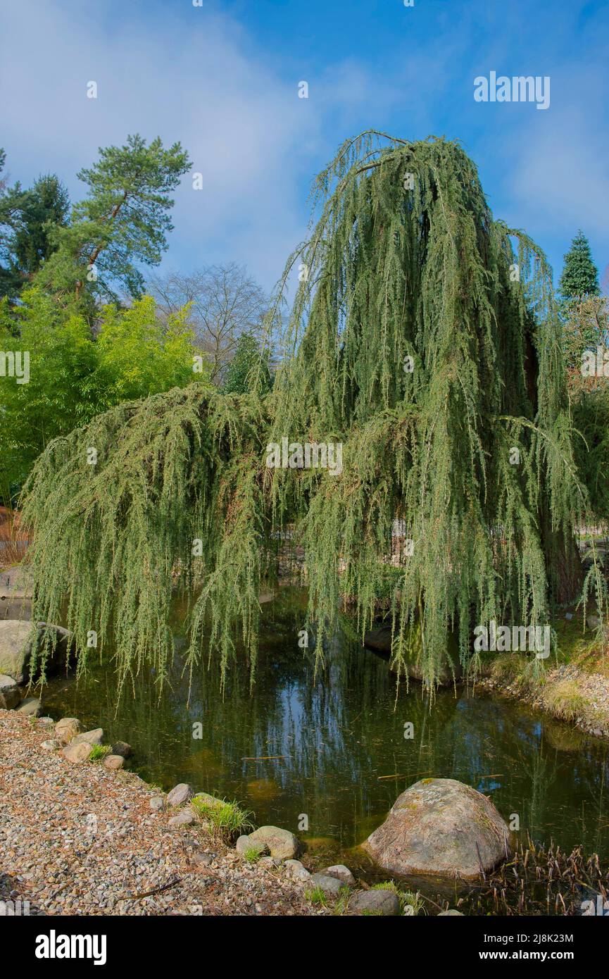 African cedar (Cedrus atlantica 'Glauca Pendula', Cedrus atlantica ...