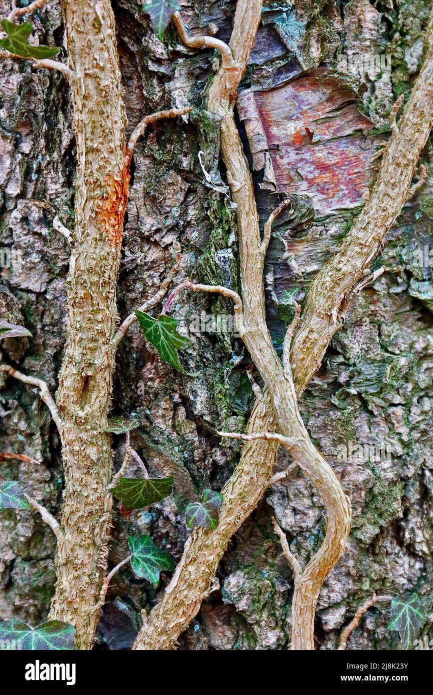 English ivy, common ivy (Hedera helix), roots and leaves on a tree ...