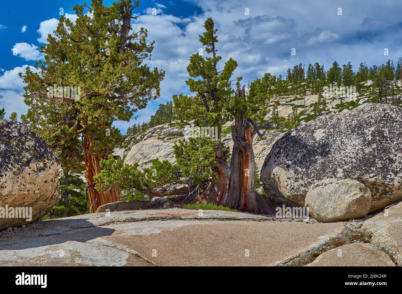 Sequoia baum hi-res stock photography and images - Alamy