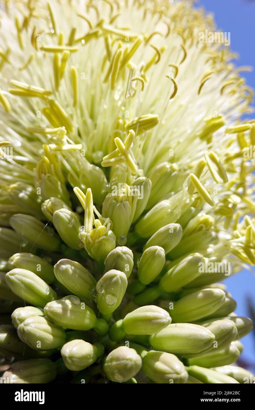 foxtail agave, spineless century plant (Agave attenuata), flowers ...