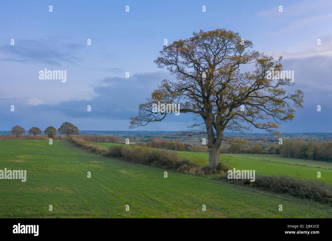 Oak tree by a hedge hi-res stock photography and images - Alamy