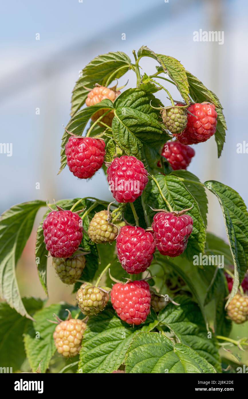 European red raspberry (Rubus idaeus 'Little Sweet Sister', Rubus ...