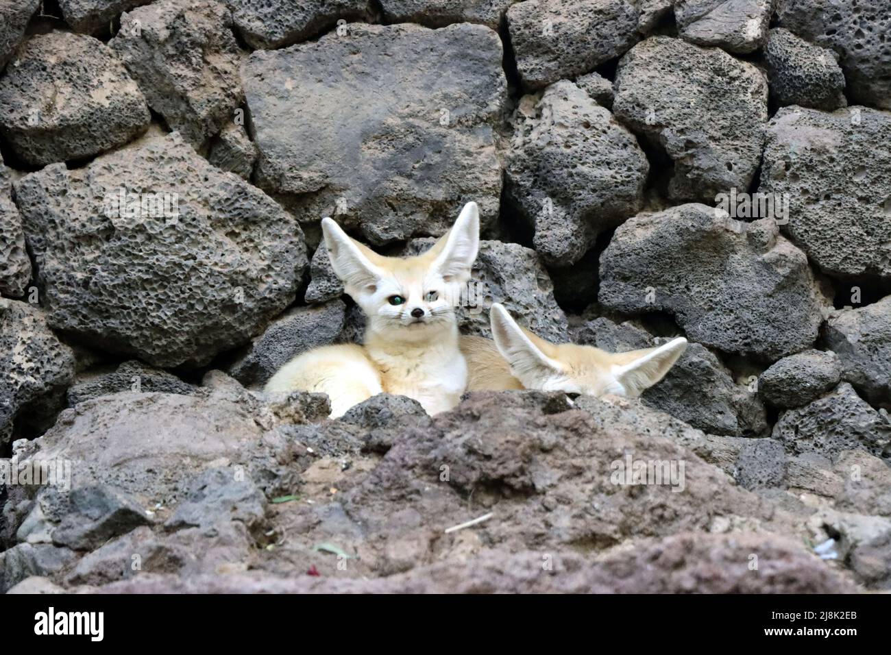 fennec fox (Fennecus zerda, Vulpes zerda), two fennec foxes in front of ...