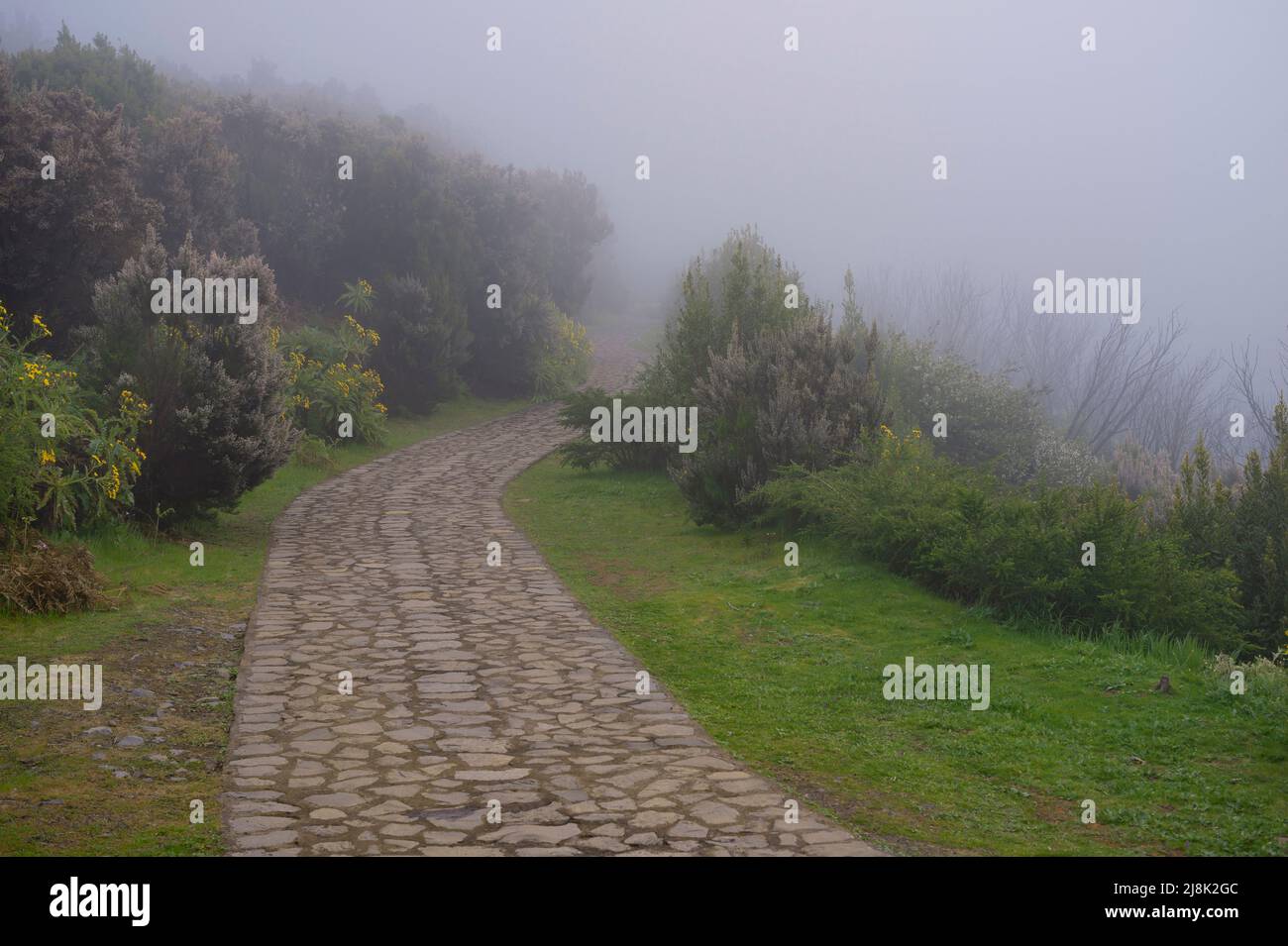 tree heath (Erica arborea), blooming tree heath on La Gomera, Canary ...