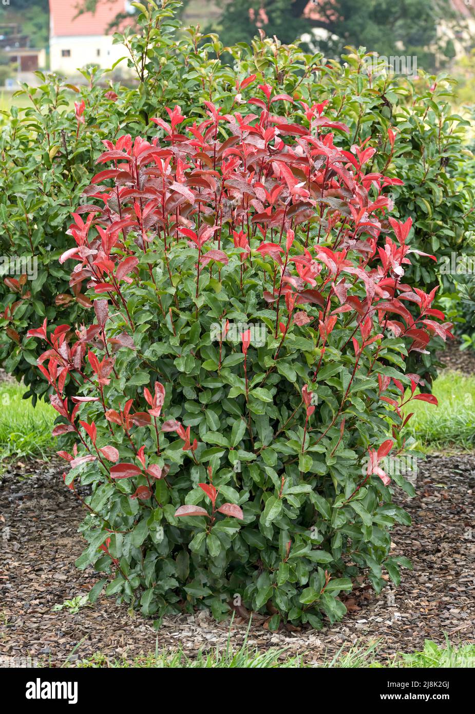 Fraser photinia (Photinia x fraseri 'Red Select', Photinia x fraseri ...