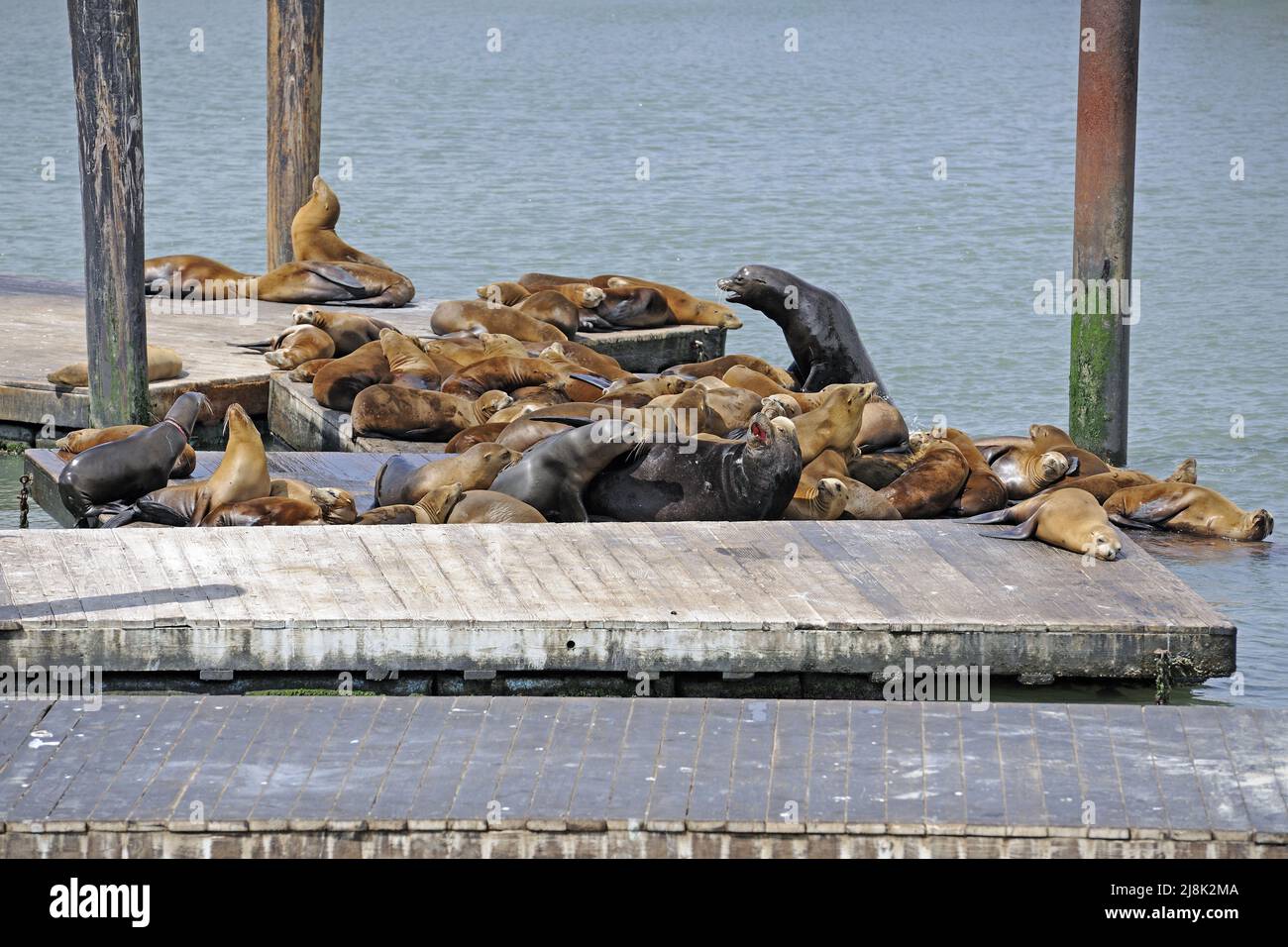 Fishermans wharf animals hi-res stock photography and images - Alamy