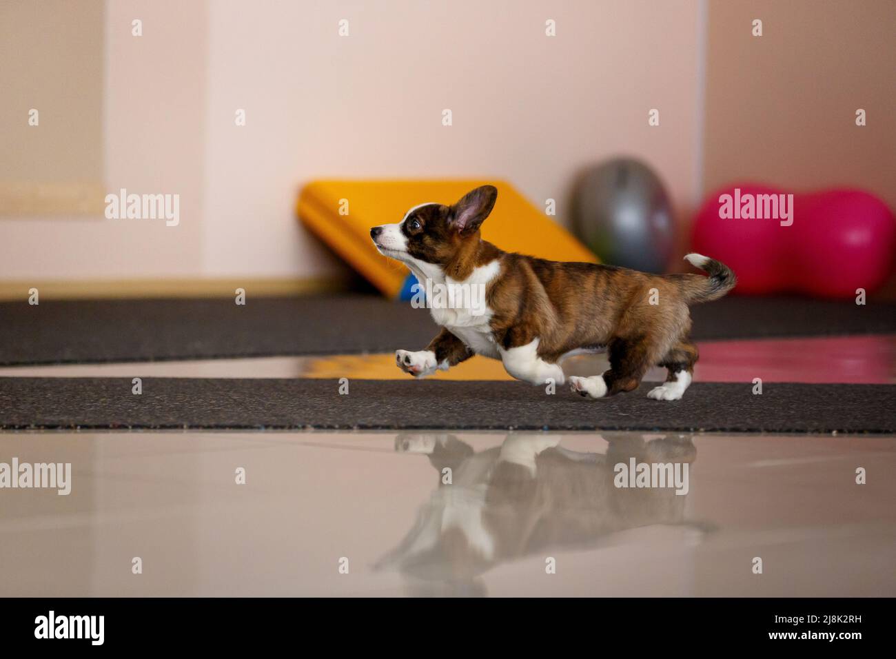 Welsh corgi puppy haveing training in studio Stock Photo - Alamy