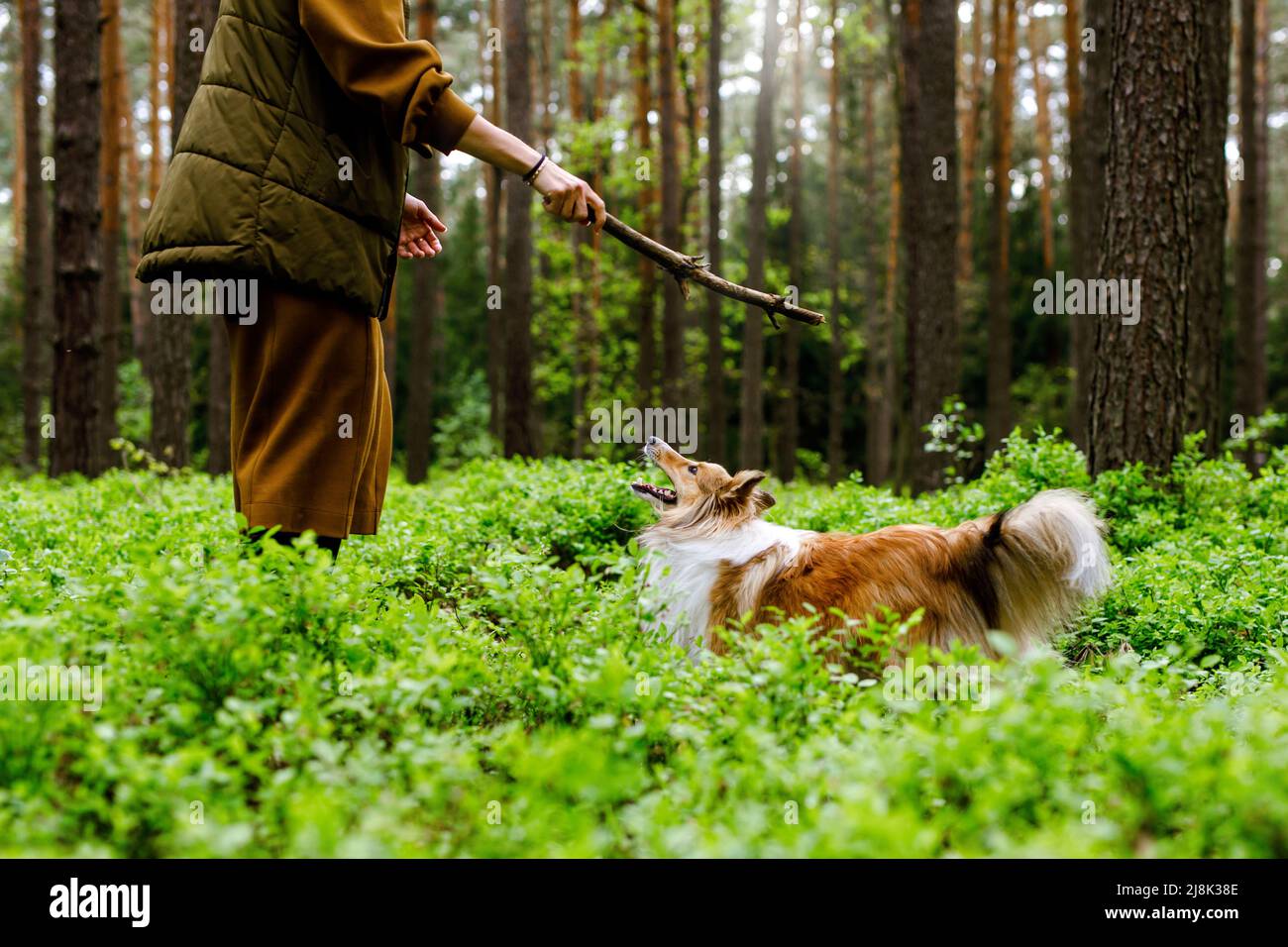 The owner plays with her dog in nature. Fluffy sheltie hunting for a ...