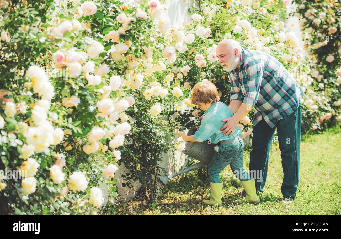 Planting flowers. Grandfather and grandson in beautiful garden ...