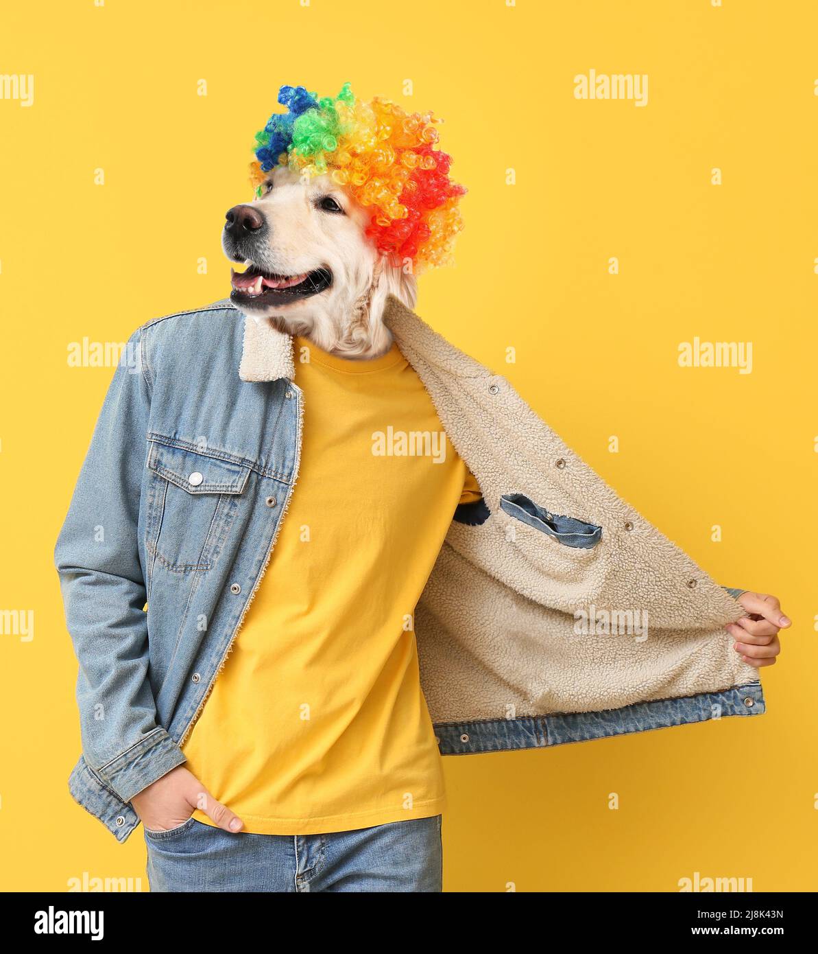 Dog clown hi-res stock photography and images - Alamy